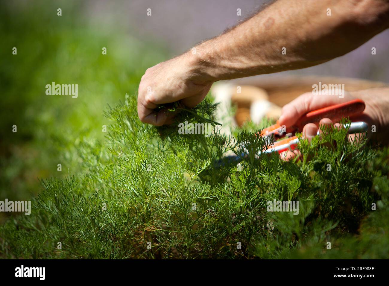 Harquebus or aurone harvest known as an anthelmintic, insecticide ...