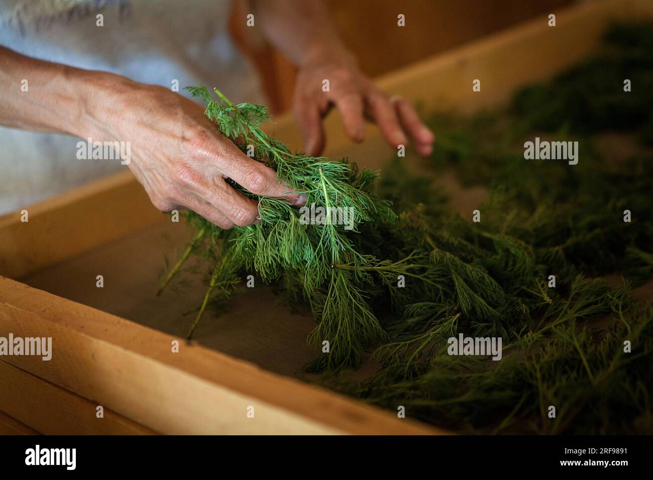 Herbalist putting arquebus or aurone leaves to dry, deworming plant ...