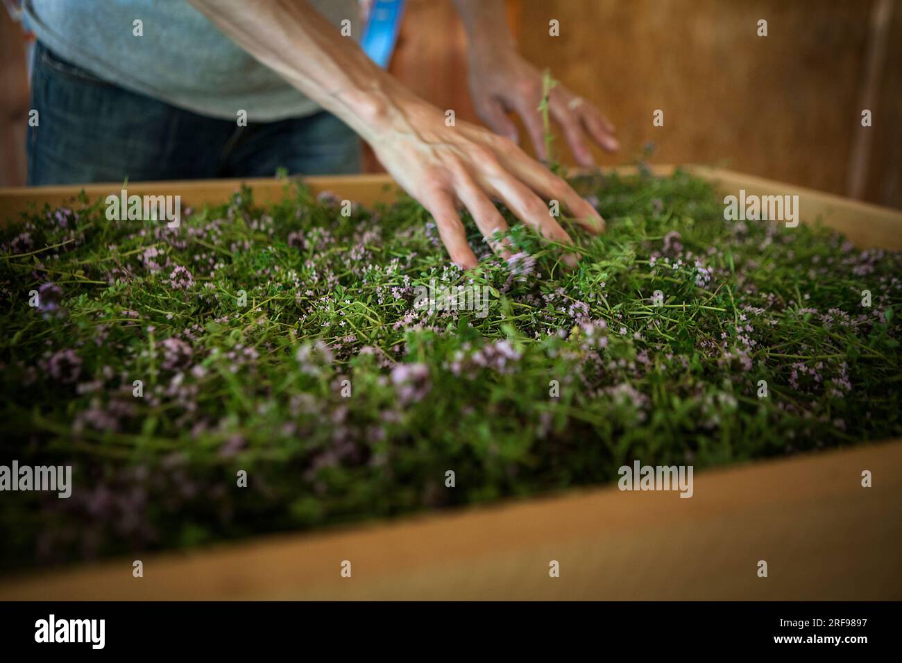 Lemon thyme is an antiseptic, antitussive, stomachic, antispasmodic and ...