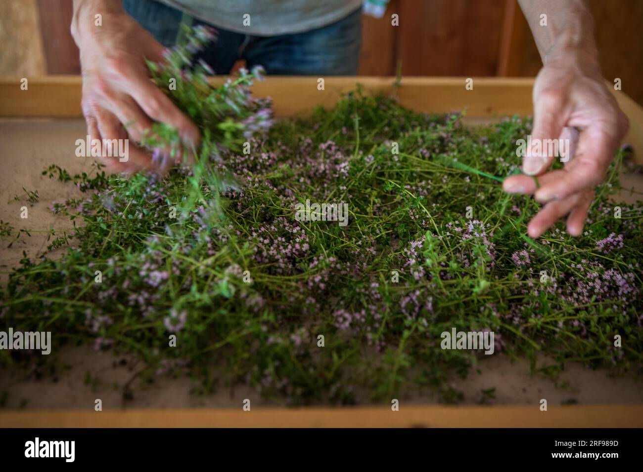 Lemon thyme is an antiseptic, antitussive, stomachic, antispasmodic and ...