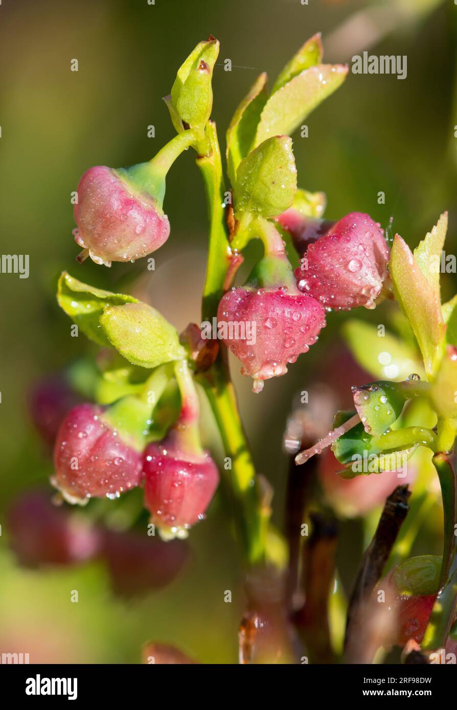 Close up of European blueberry (vaccinium myrtillus) flowers in bloom ...