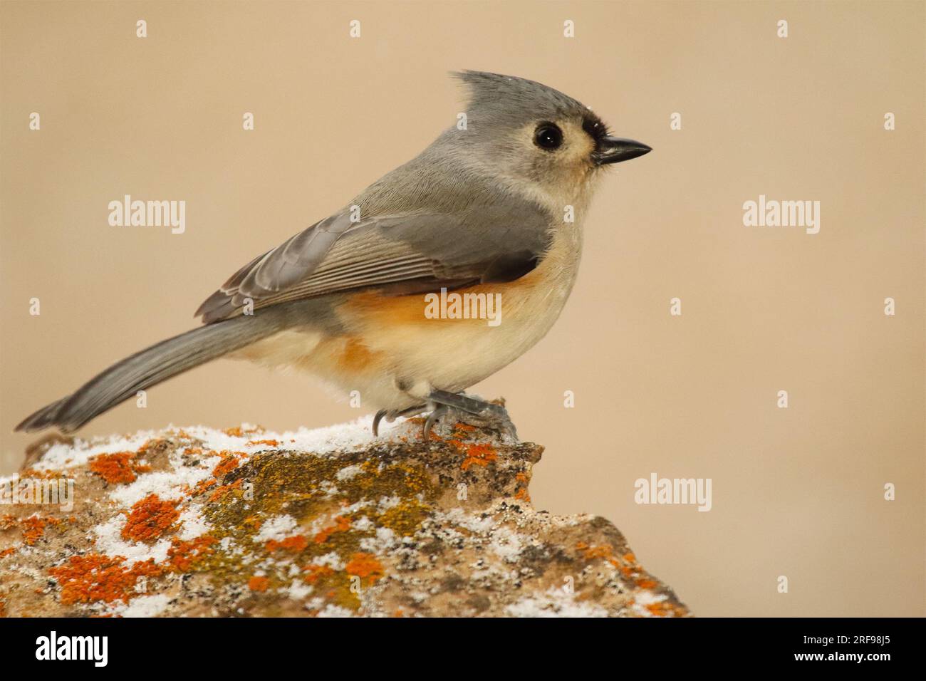 Funny tufted titmouse hi-res stock photography and images - Alamy