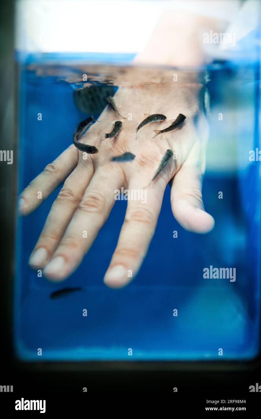Treat wounds hi-res stock photography and images - Alamy
