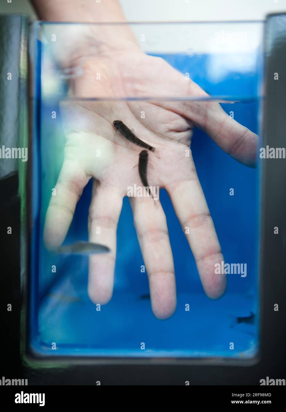 Fish feed on dead skin hi-res stock photography and images - Alamy