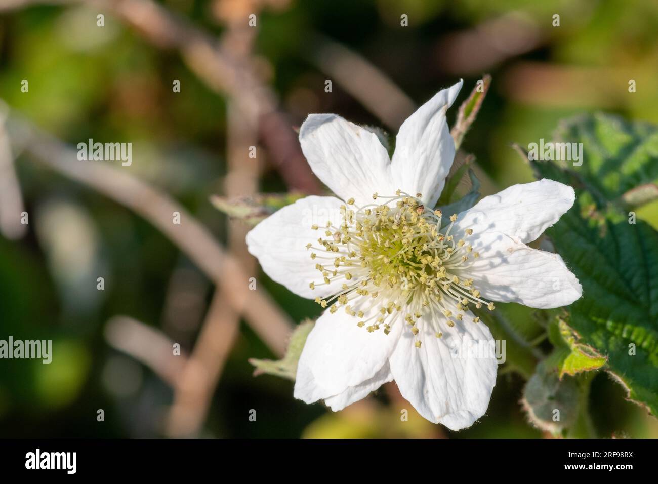 Blackberry rubus fruticosus inflorescence hi-res stock photography and ...