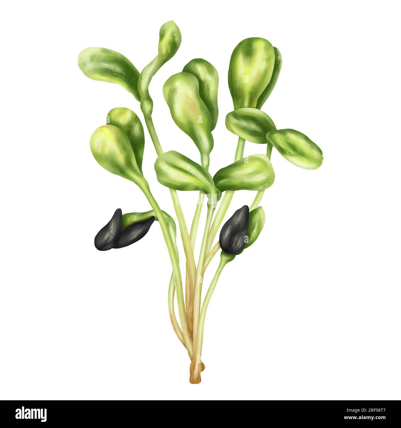 Young green germinating sunflower sprouts from sunflower seeds. A ...