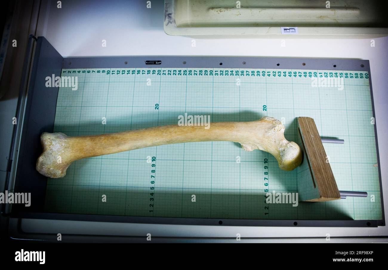 Criminal research by the forensic science in the anthropology ...