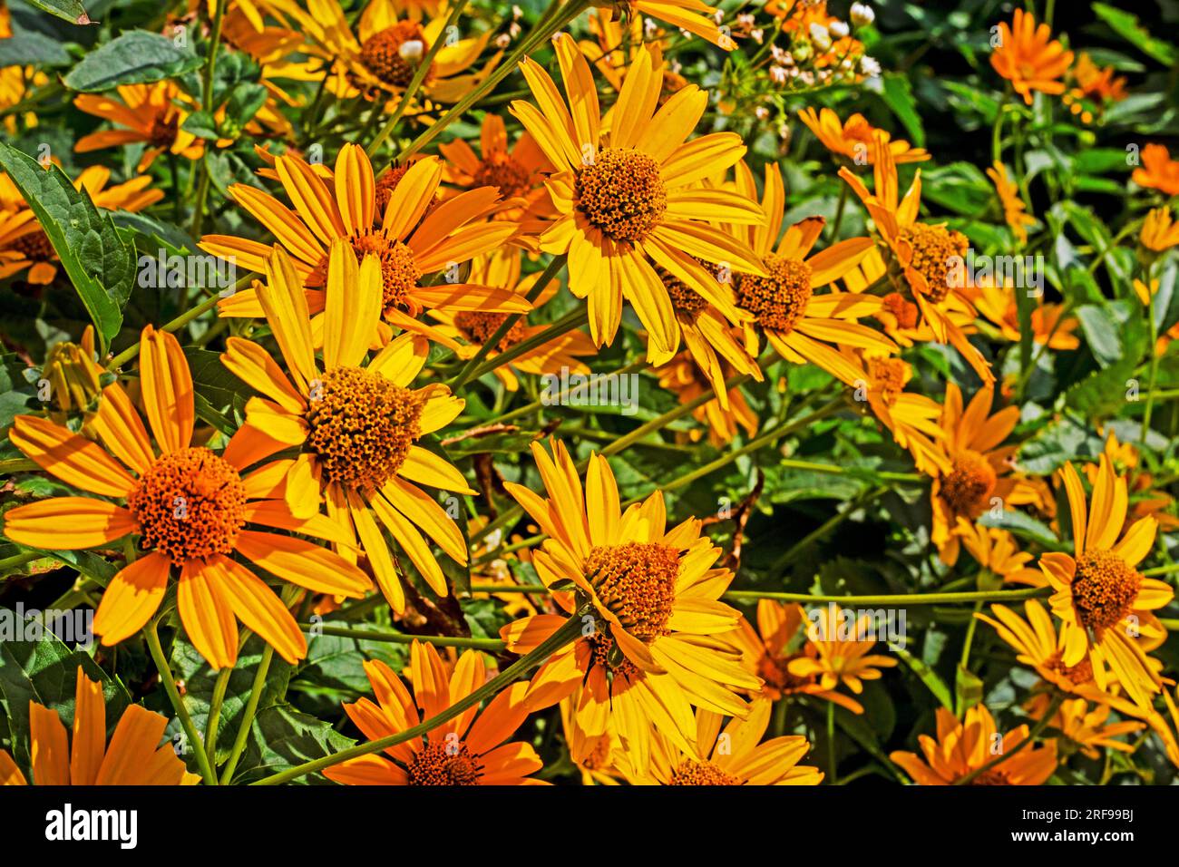yellow heliopsis flowers on a sunny day. , flower care and disease ...