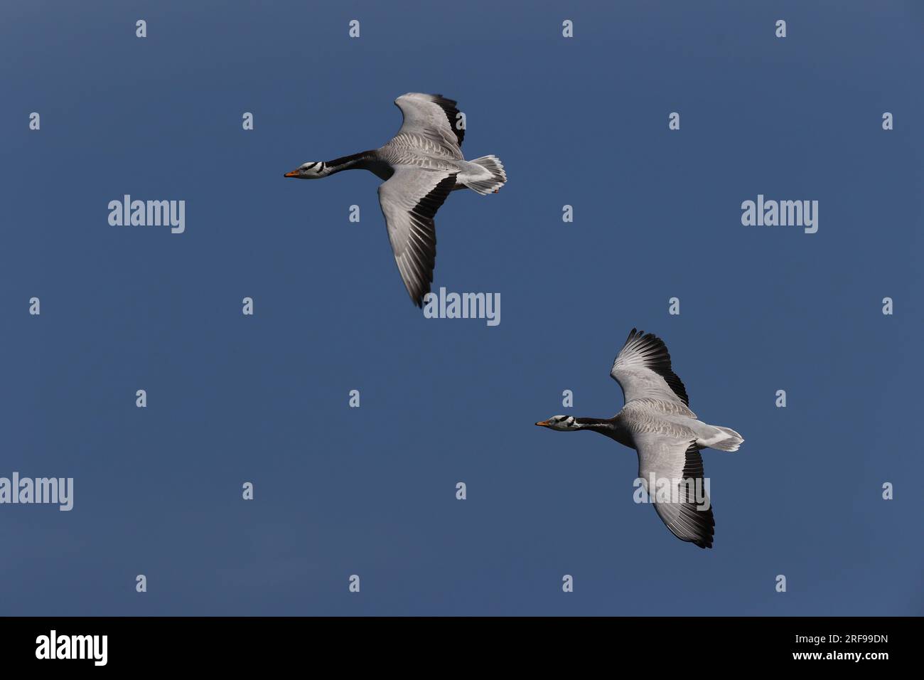 Tiger bar paris hi-res stock photography and images - Alamy