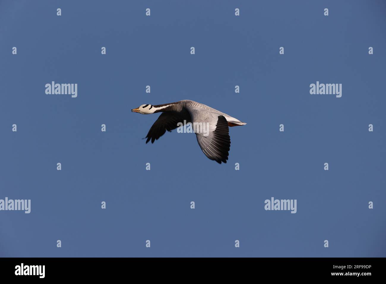 Tiger bar paris hi-res stock photography and images - Alamy