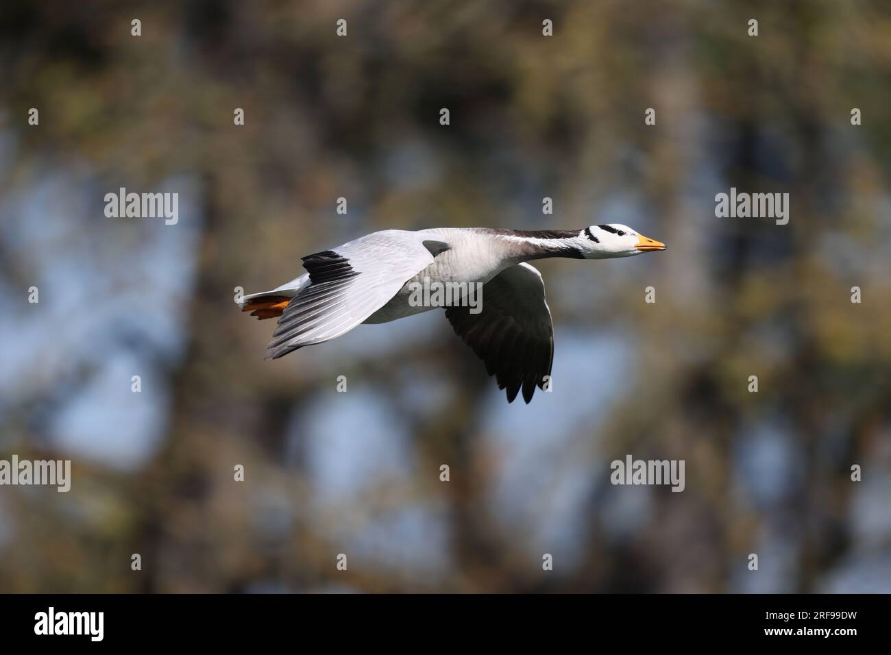 Tiger bar paris hi-res stock photography and images - Alamy
