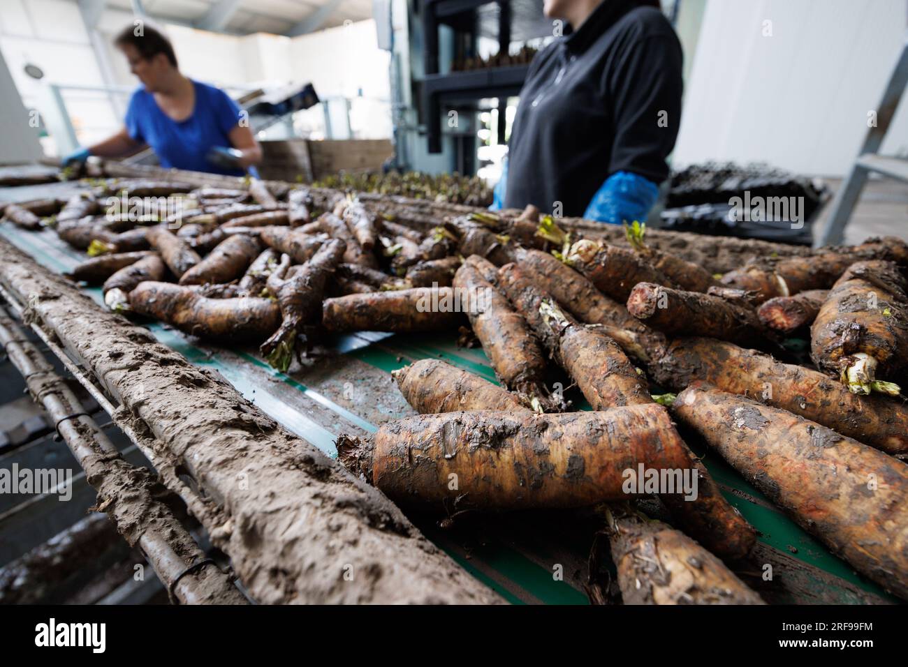 Niederlangen, Germany. 24th July, 2023. Chicory roots are transported ...