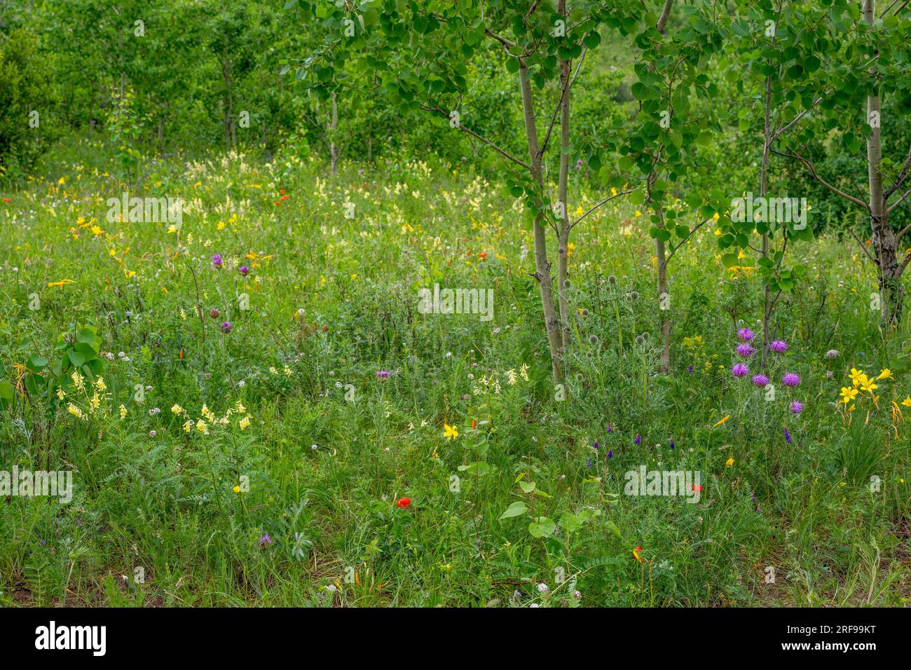 A milk vetch hi-res stock photography and images - Alamy