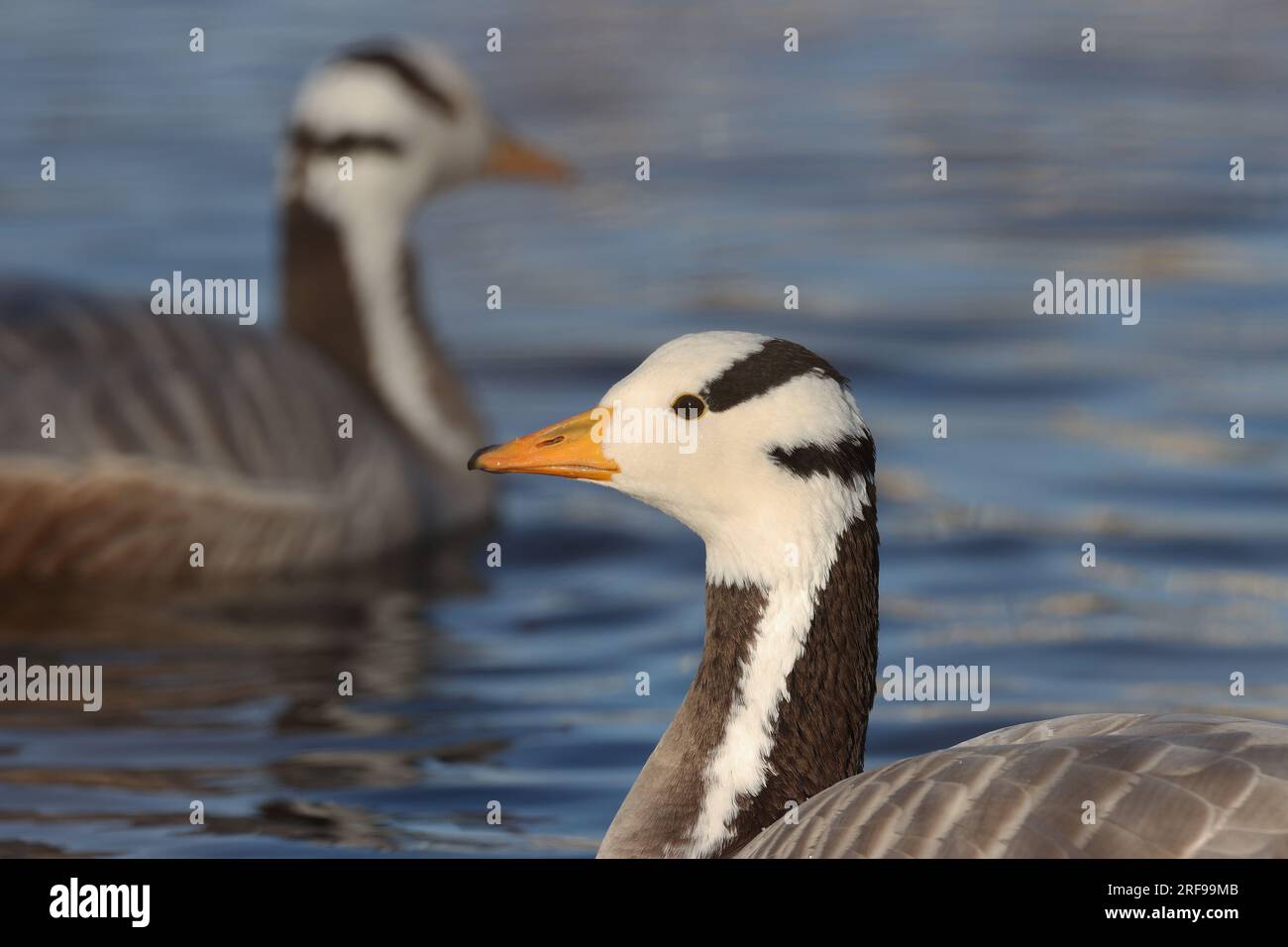 Tiger bar paris hi-res stock photography and images - Alamy