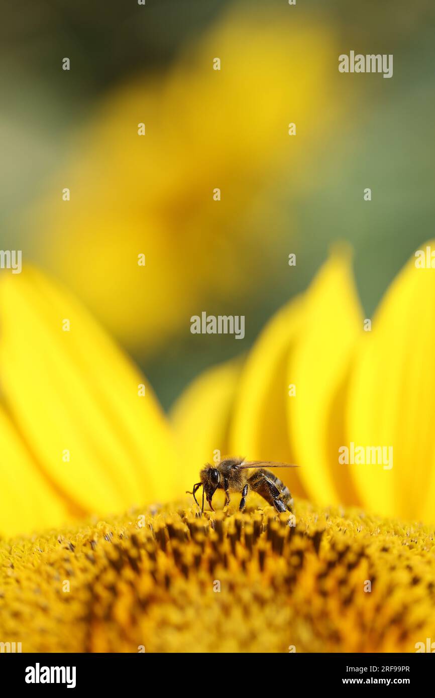 Foraging bee on sunflower hi-res stock photography and images - Alamy