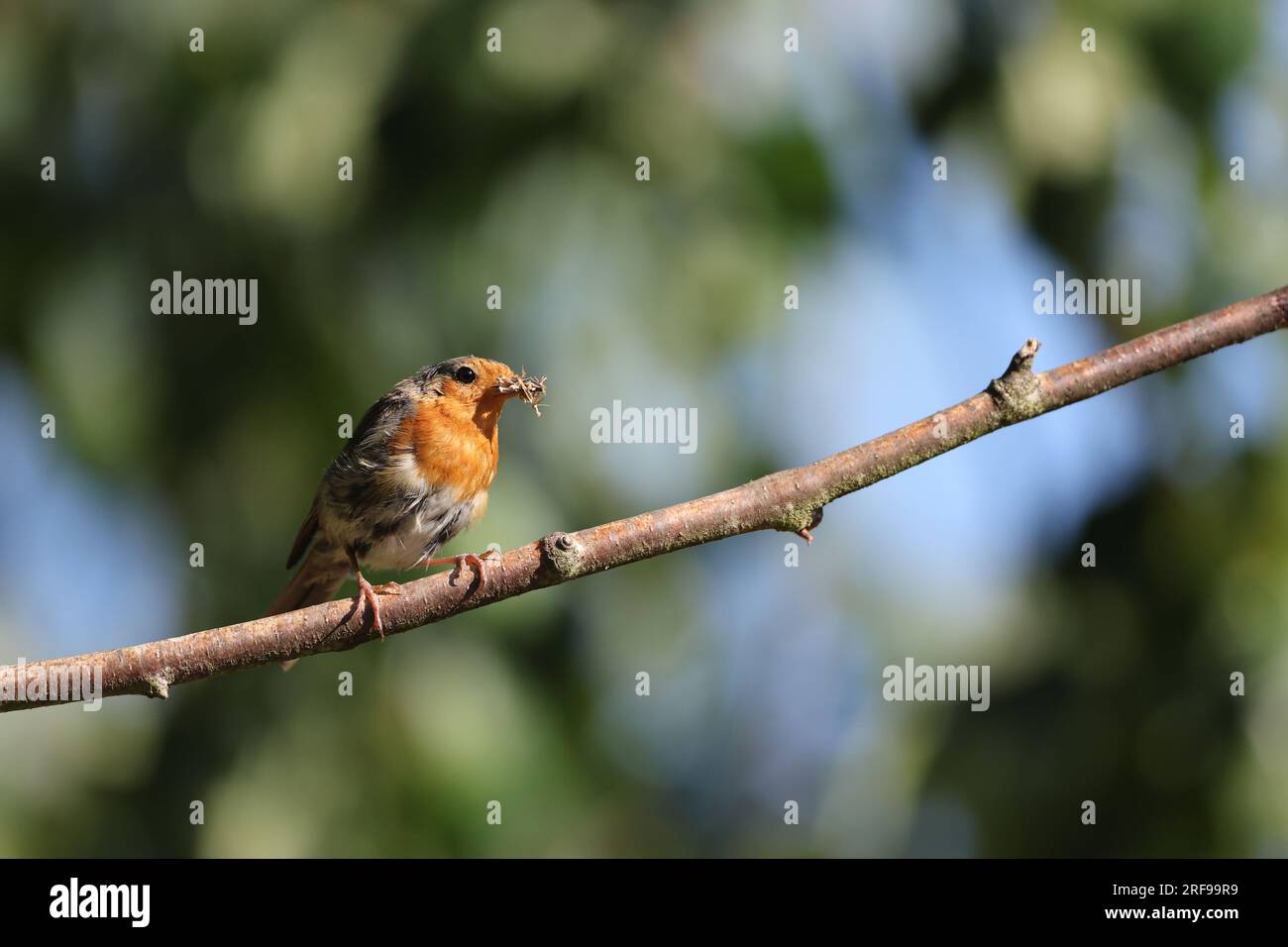 European Robin (Erithacus rubecula) holding an insect in its beak Stock ...