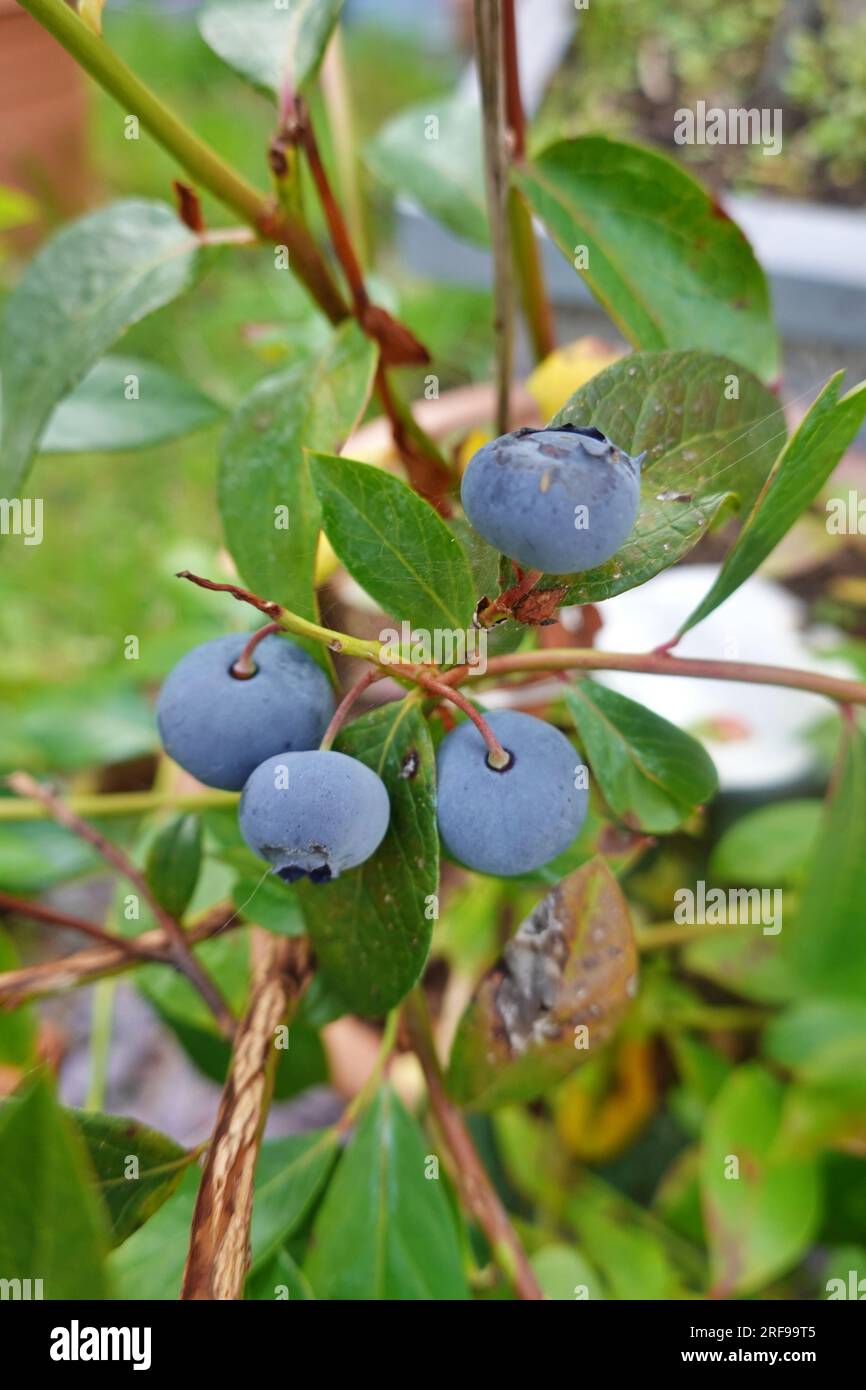 Blueberries on branch Stock Photo - Alamy