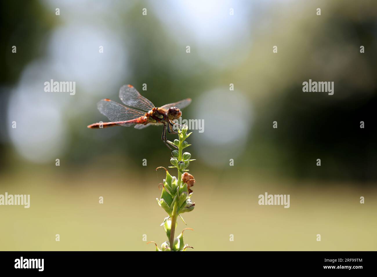 Blood-red sympetrum (Sympetrum sanguineum) on a plant Stock Photo - Alamy