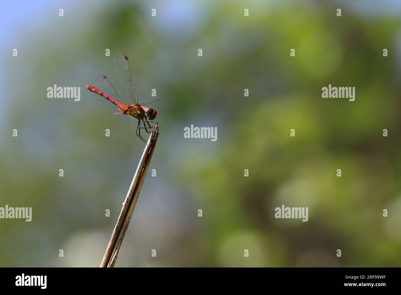 Blood-red sympetrum (Sympetrum sanguineum) on a plant Stock Photo - Alamy