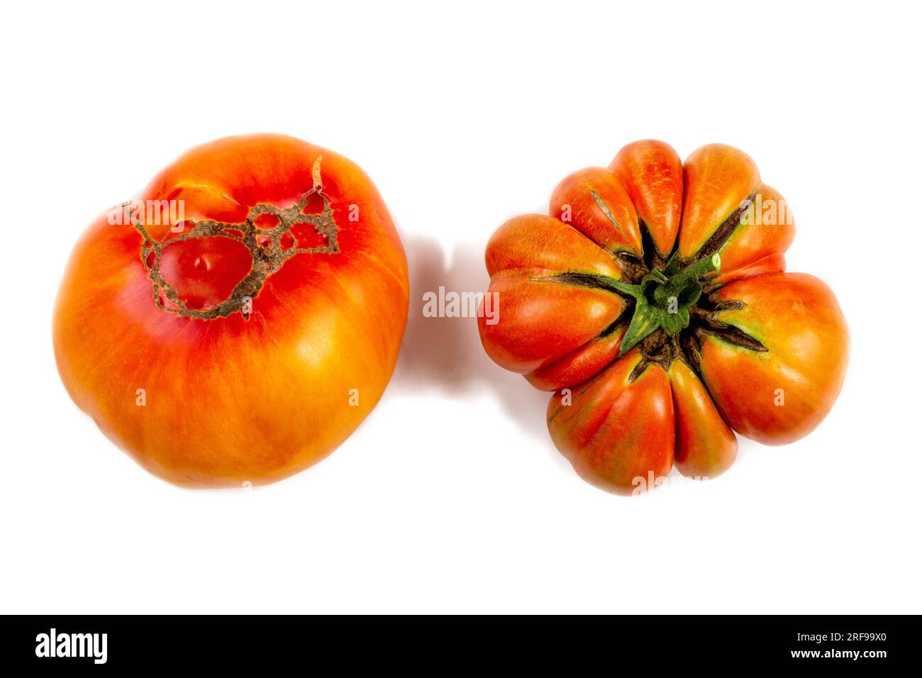 Close-up of 2 old tomatoes upside down and in the place on a cropped ...