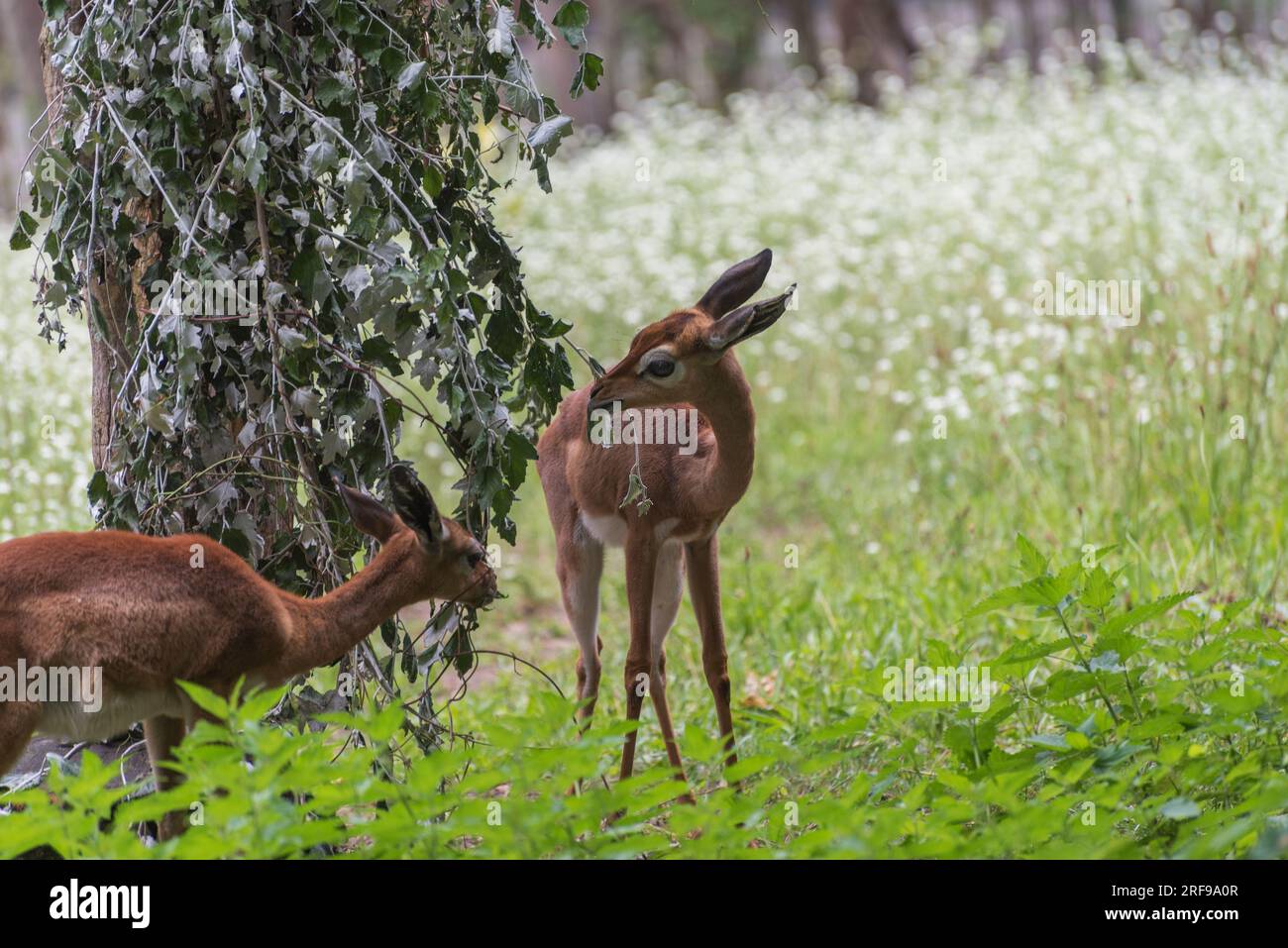 Southern gerenuk, Litocranius walleri, the giraffe gazelle, a long ...