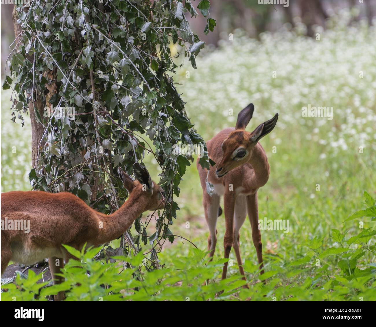 Southern gerenuk, Litocranius walleri, the giraffe gazelle, a long ...