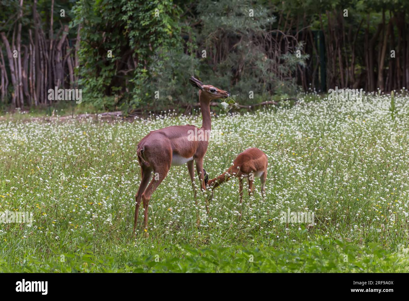 Southern gerenuk, the giraffe gazelle, a long-necked, medium-sized ...