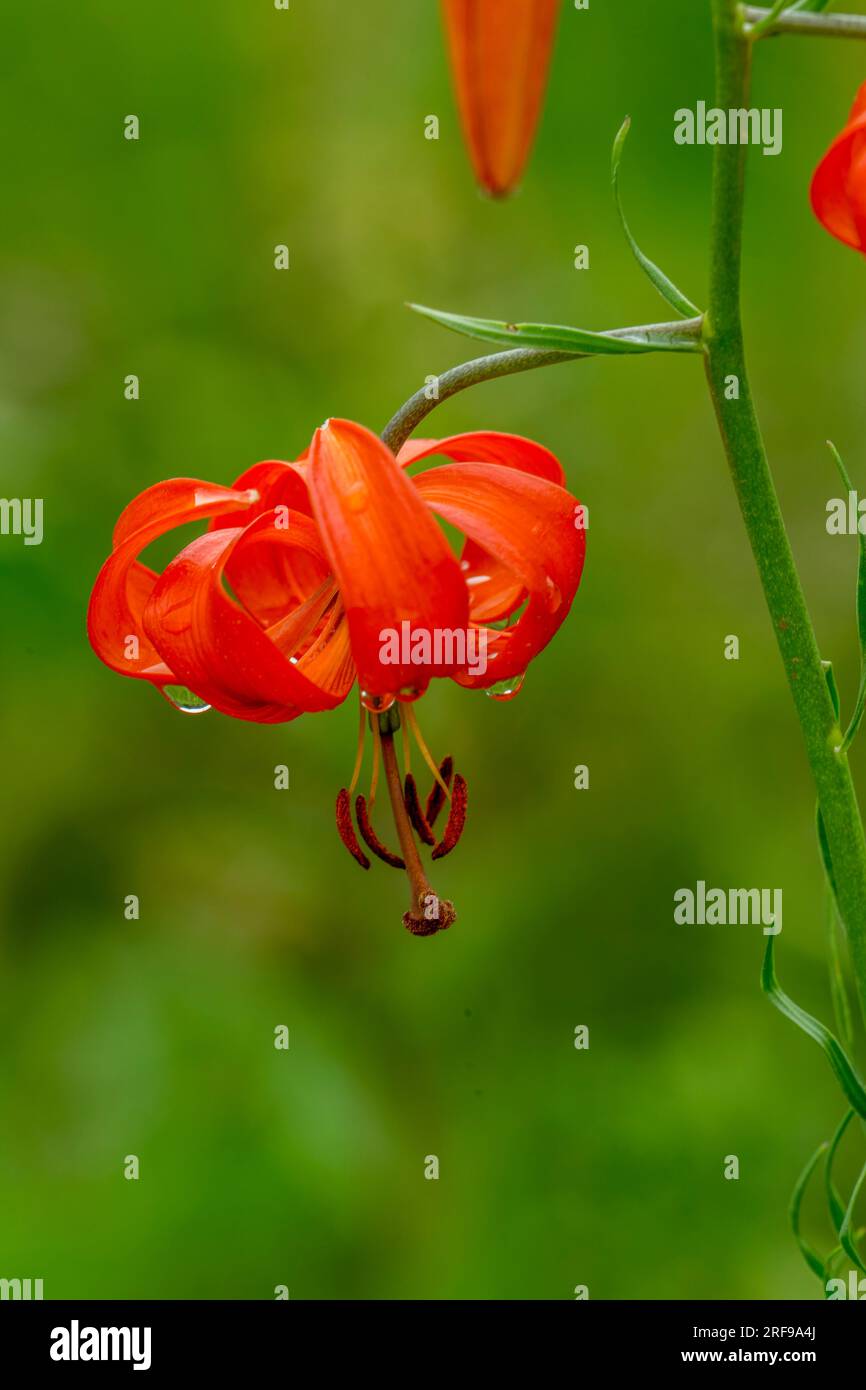 Coral lily hi-res stock photography and images - Alamy