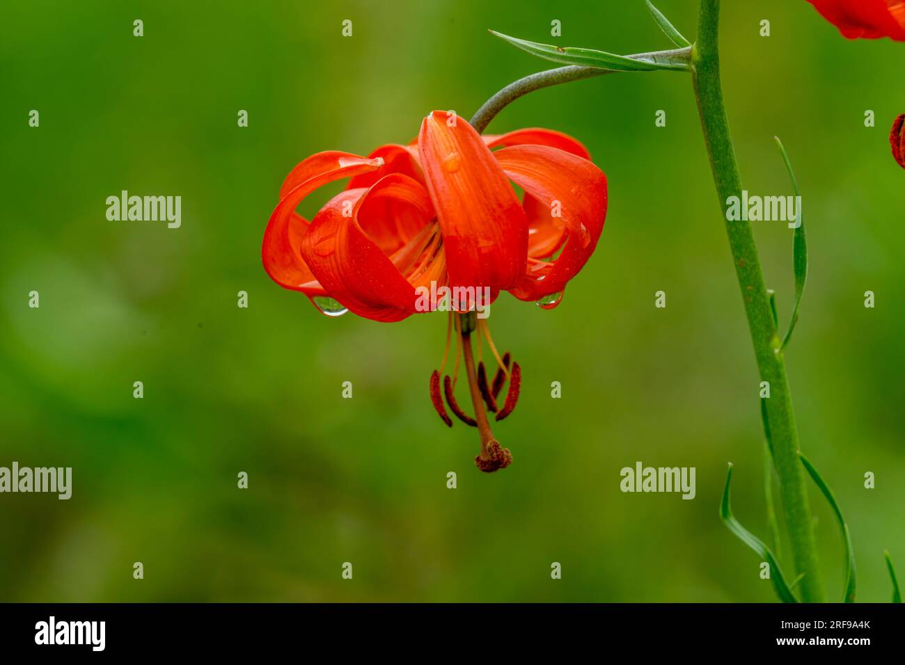 Coral lily hi-res stock photography and images - Alamy