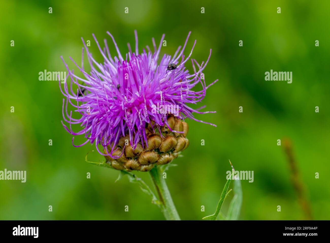 Close-up of a maral root growing in a meadow below the Ariyabal ...