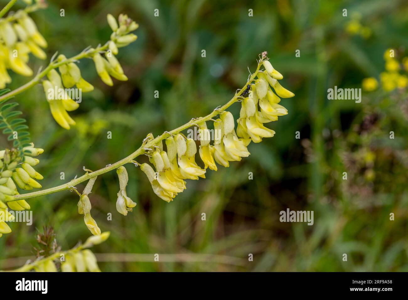 A milk vetch hi-res stock photography and images - Alamy