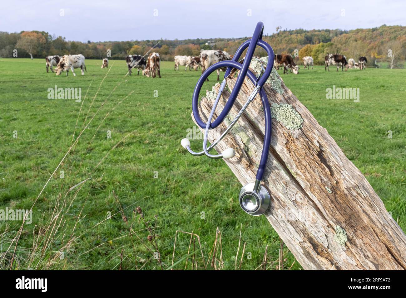France stethoscope hi-res stock photography and images - Alamy