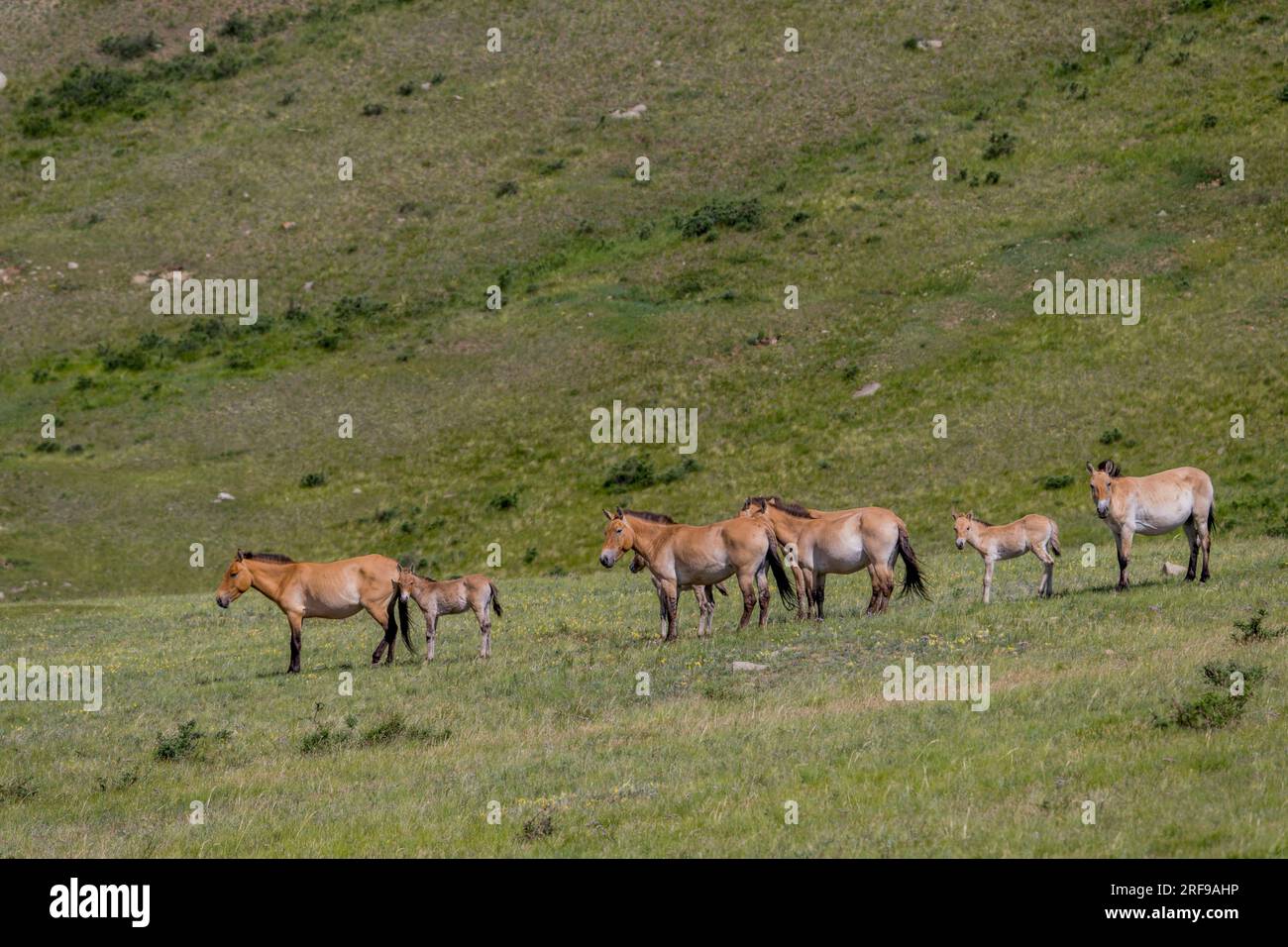 A herd of Przewalski s horses (Takhi) with foals, an endangered species ...
