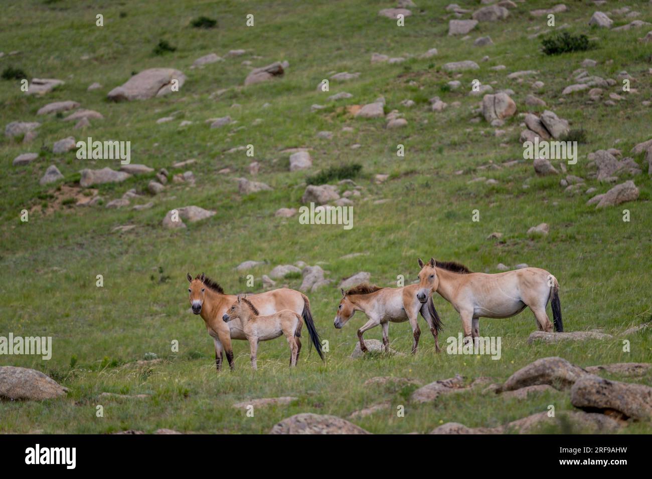 A herd of Przewalski s horses (Takhi) with foals, an endangered species ...