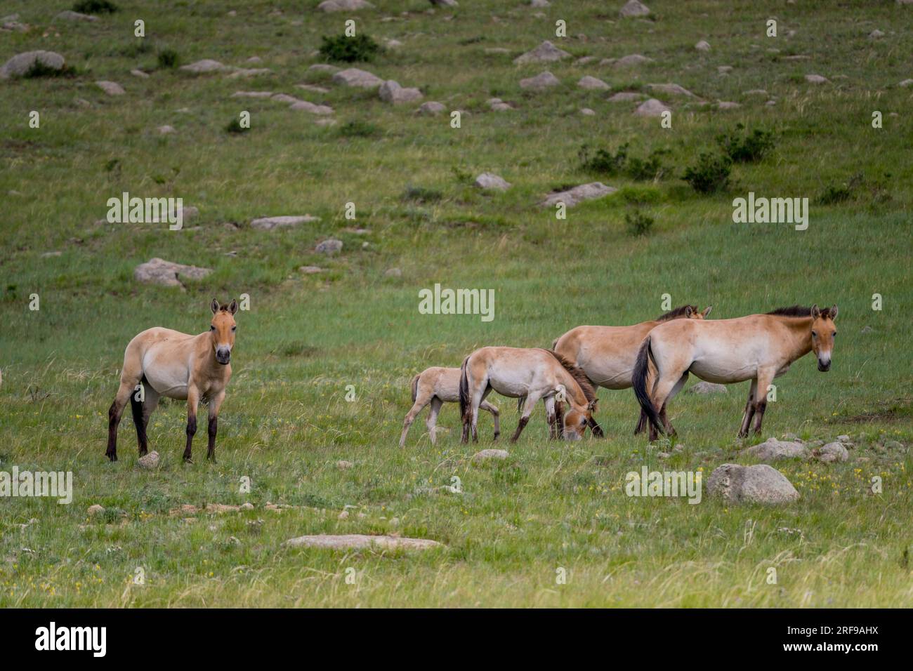 Mongolian species hi-res stock photography and images - Alamy