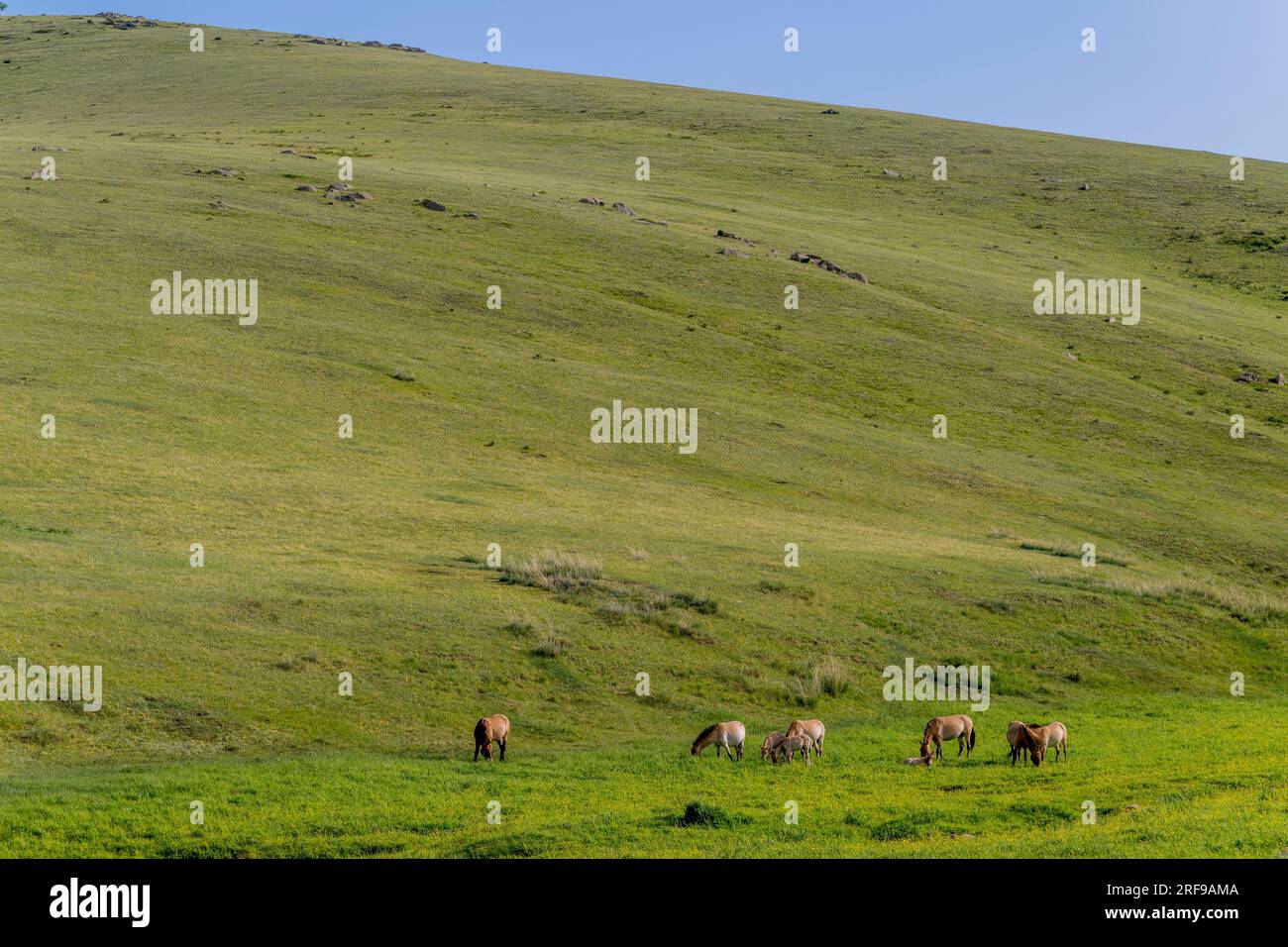 A herd of Przewalski s horses (Takhi) with foals, an endangered species ...