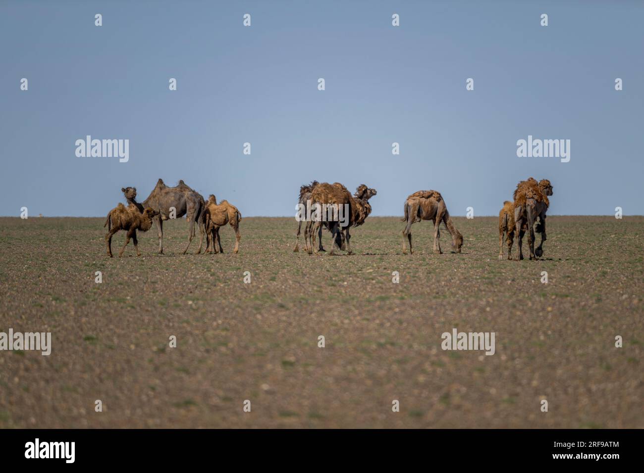 Bulgan camel hi-res stock photography and images - Alamy