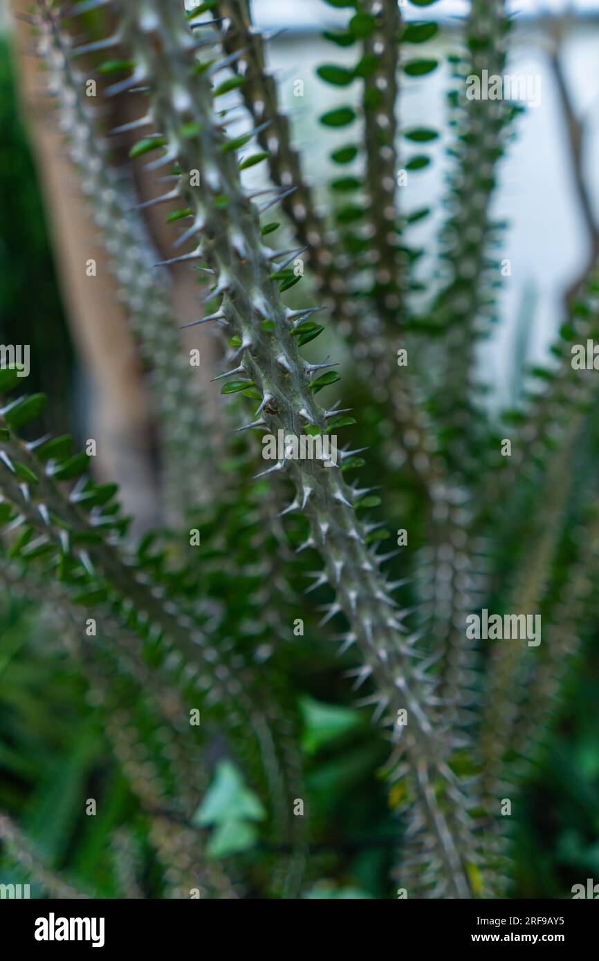 green cactus with spikes in botanical garden Stock Photo - Alamy