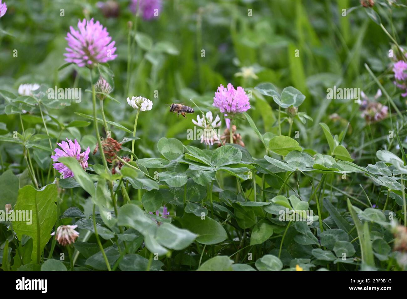 Red clover bee hi-res stock photography and images - Alamy