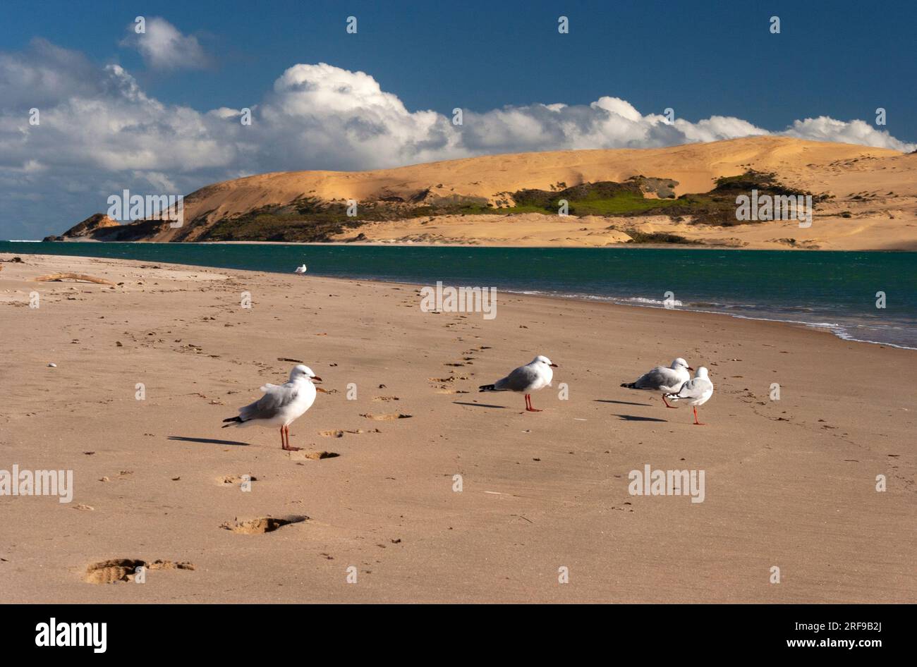 Aupouri sand dunes hi-res stock photography and images - Alamy