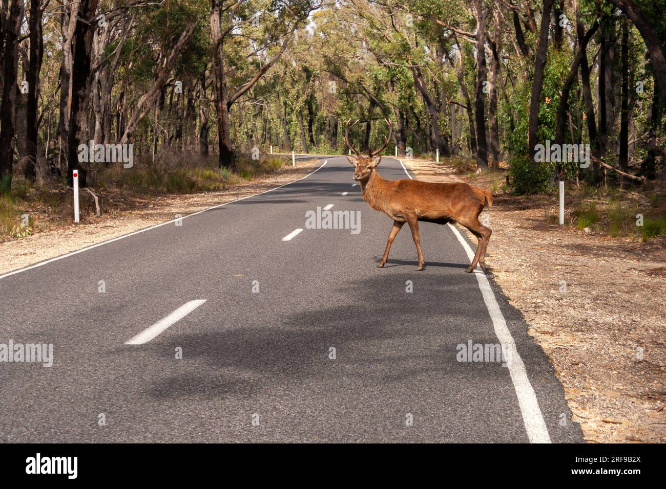 Feral deer australia hi-res stock photography and images - Alamy