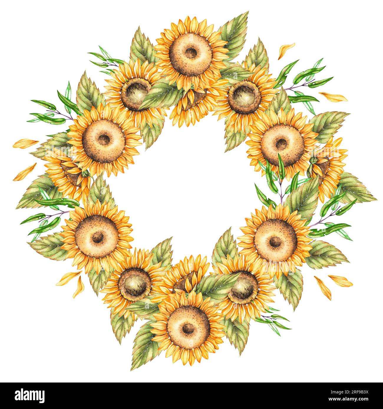 Watercolor hand drawn sunflower wreath. Sunflowers on white background ...