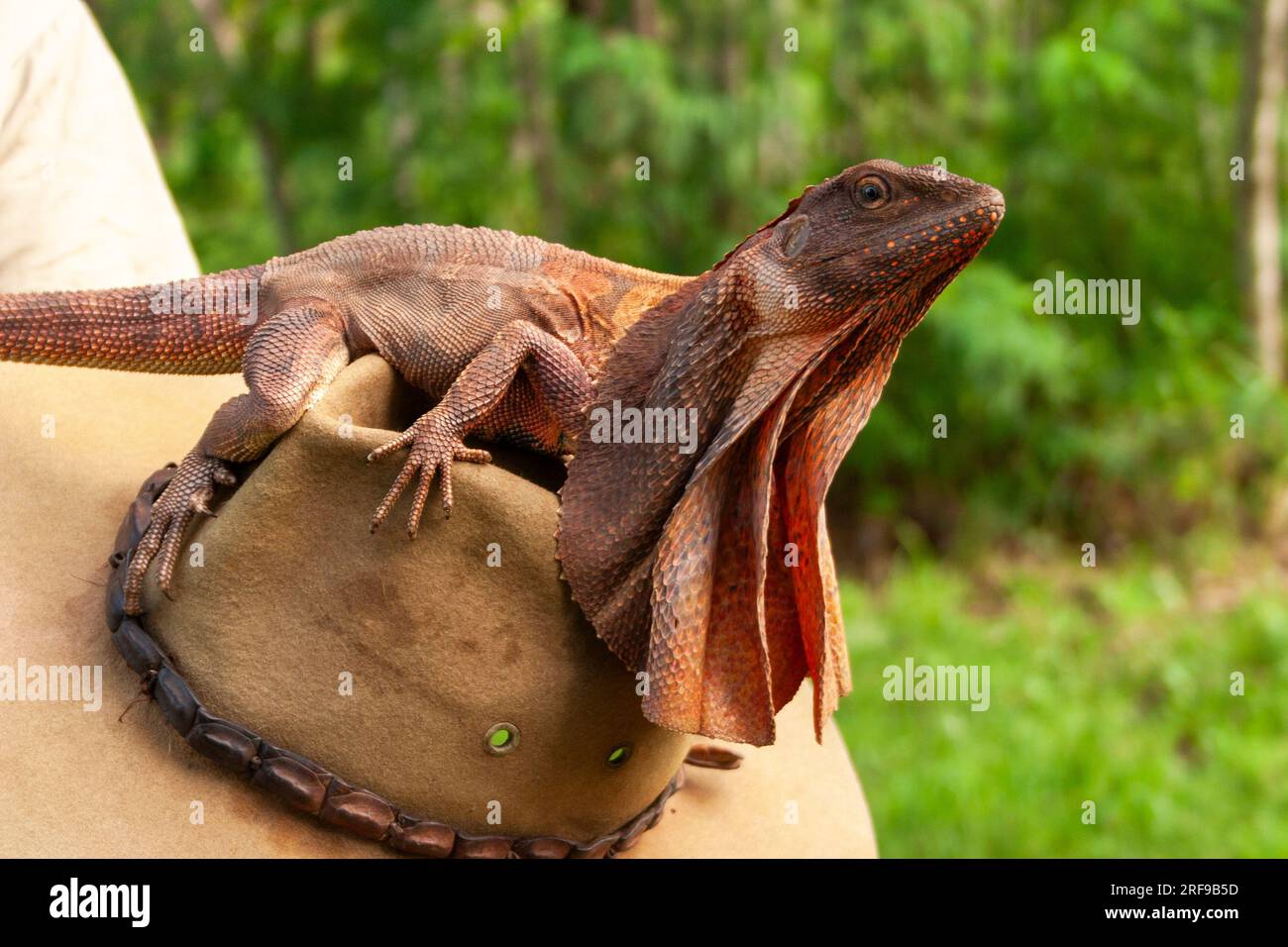 Frilled lizard placed on a guide's hat during a demonstration in ...