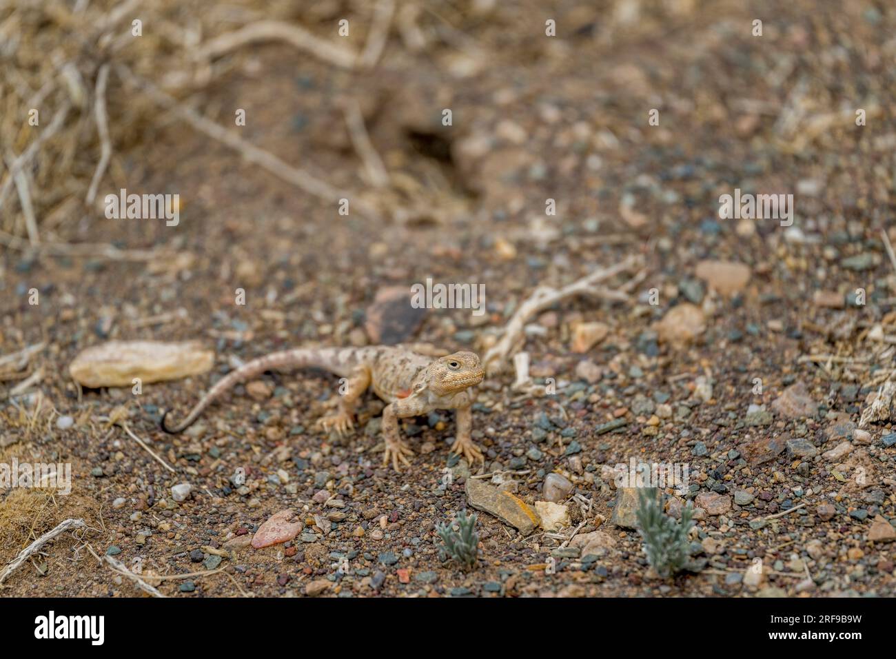 A Tuva toad-head agama (Phrynocephalus versicolor) lizard in the dry ...