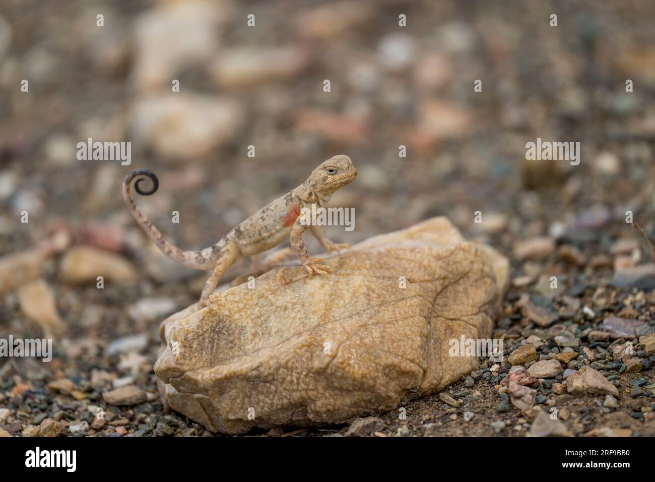 A Tuva toad-head agama (Phrynocephalus versicolor) lizard in the dry ...
