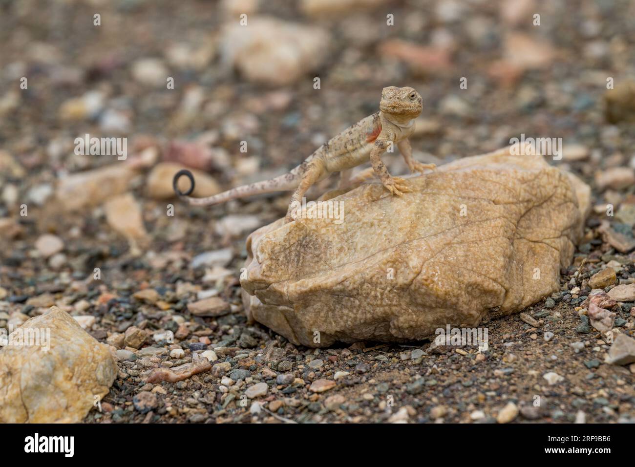 A Tuva toad-head agama (Phrynocephalus versicolor) lizard in the dry ...
