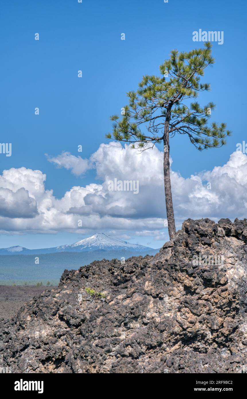 Lone Pine Tree stands in the lava fields of Lava Lands State Park in ...