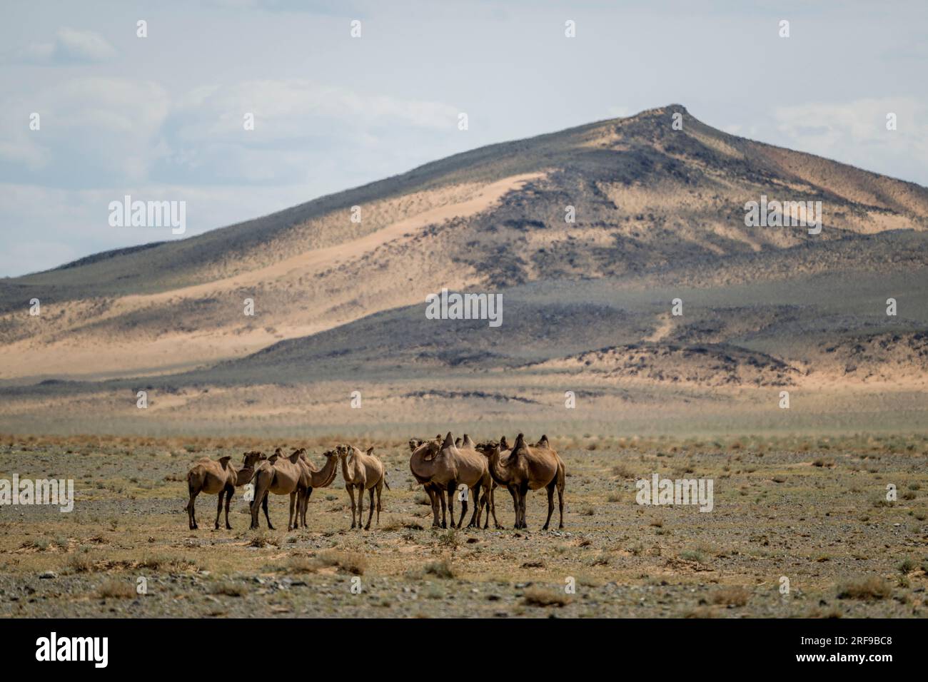 Bactrian camels (Camelus bactrianus) in the dry, rocky terrain of the ...