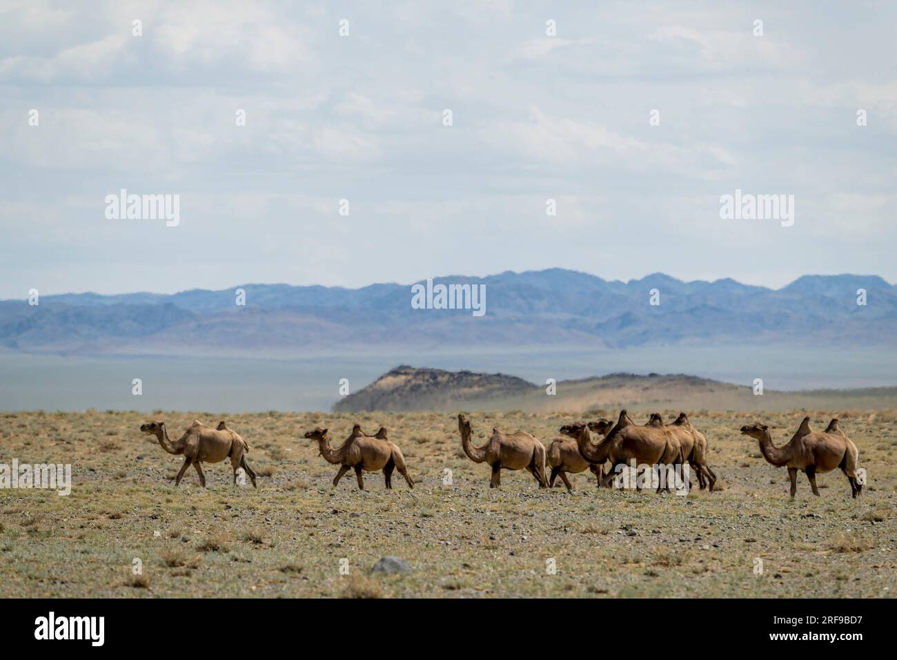 Bactrian camels (Camelus bactrianus) in the dry, rocky terrain of the ...