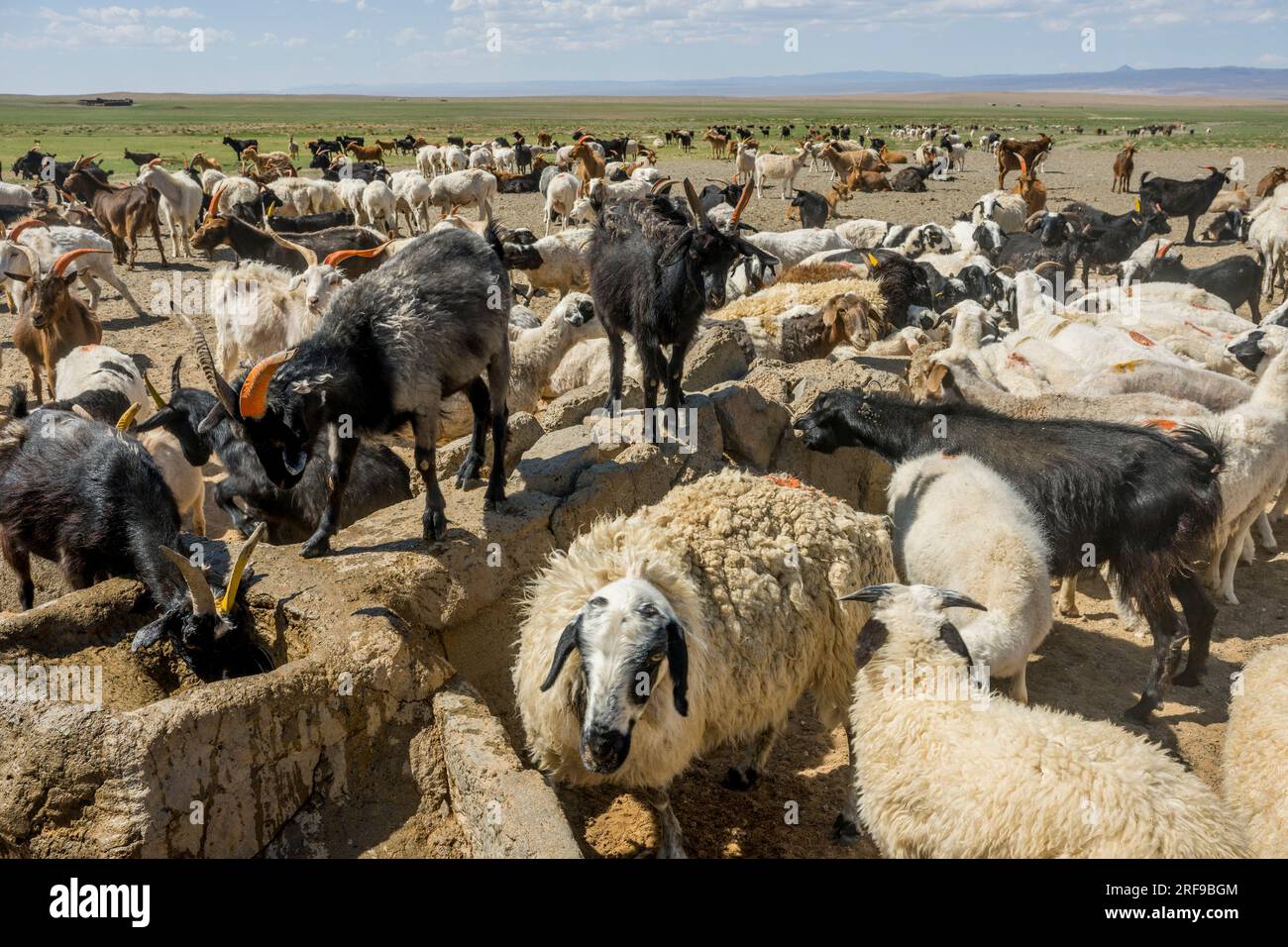 A sheep and goatherd is drinking water at a well in the Gobi Desert in ...
